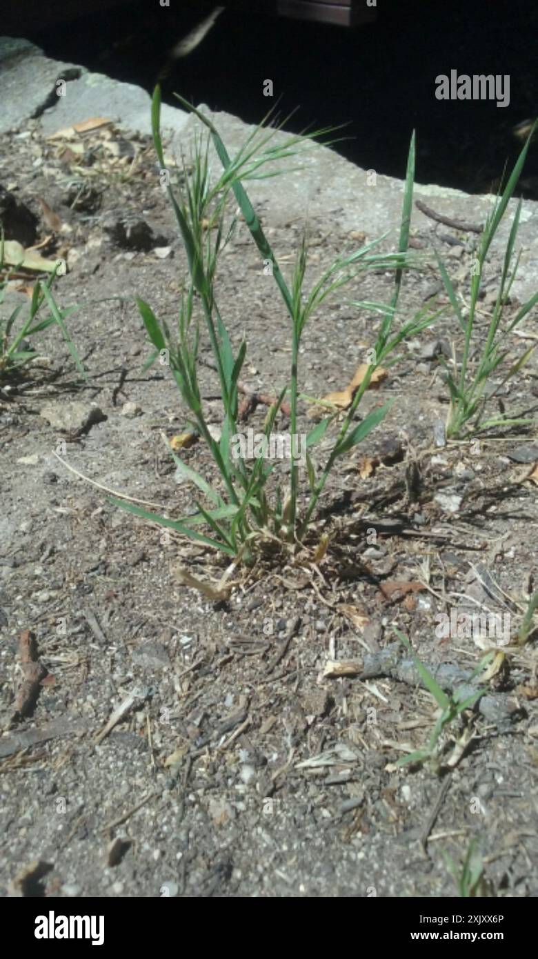 Cheatgrass (Bromus tectorum) Plantae Stock Photo - Alamy