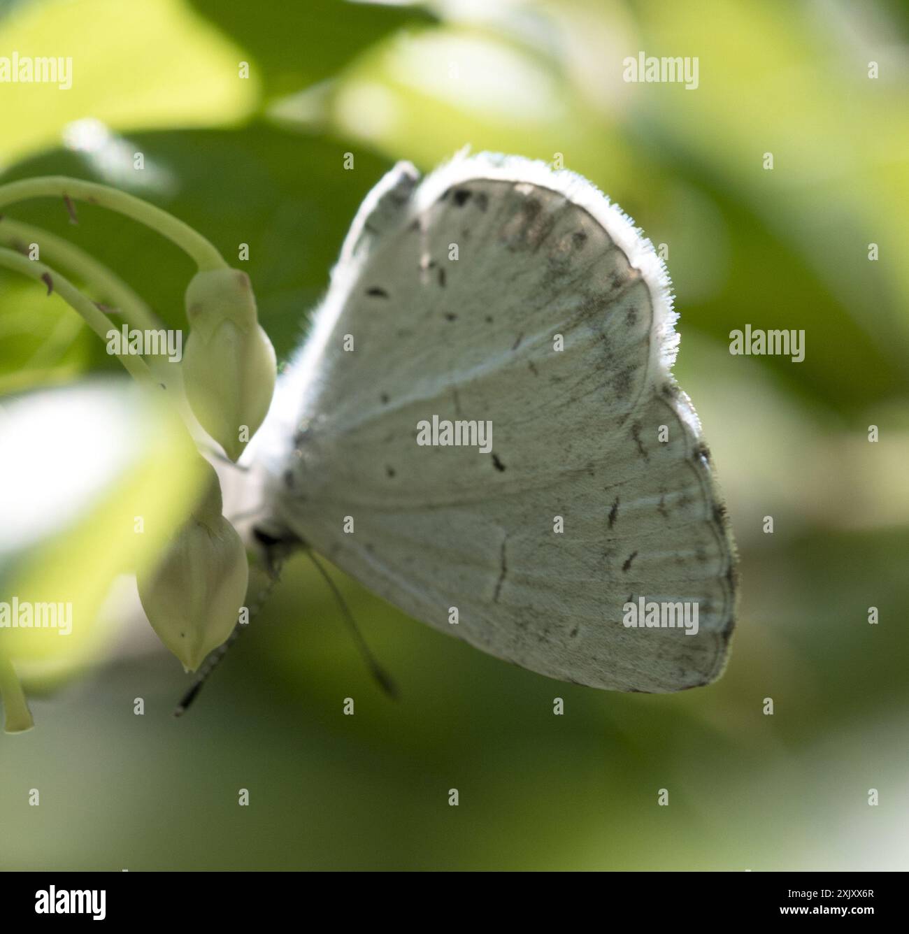 Summer Azure (Celastrina neglecta) Insecta Stock Photo - Alamy