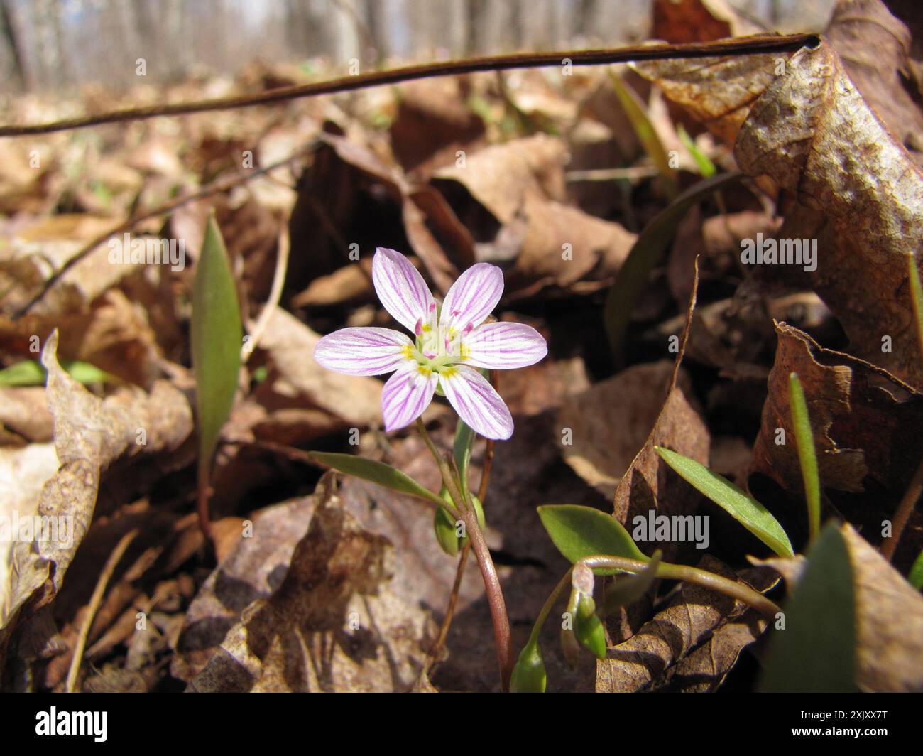 Carolina Springbeauty (Claytonia caroliniana) Plantae Stock Photo - Alamy