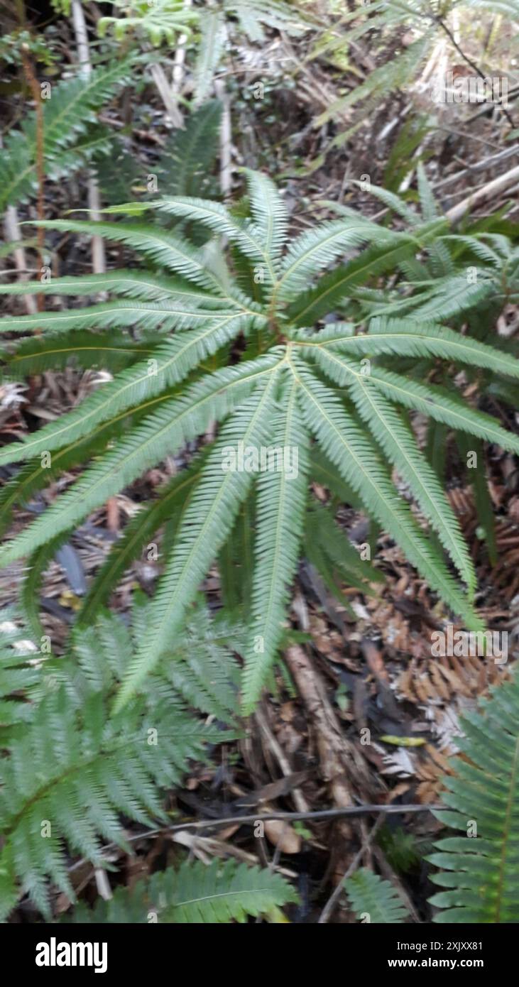 Umbrella fern (Sticherus cunninghamii) Plantae Stock Photo - Alamy