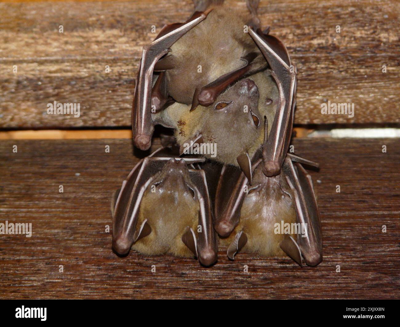 Lesser Short-nosed Fruit Bat (Cynopterus brachyotis) Mammalia Stock ...