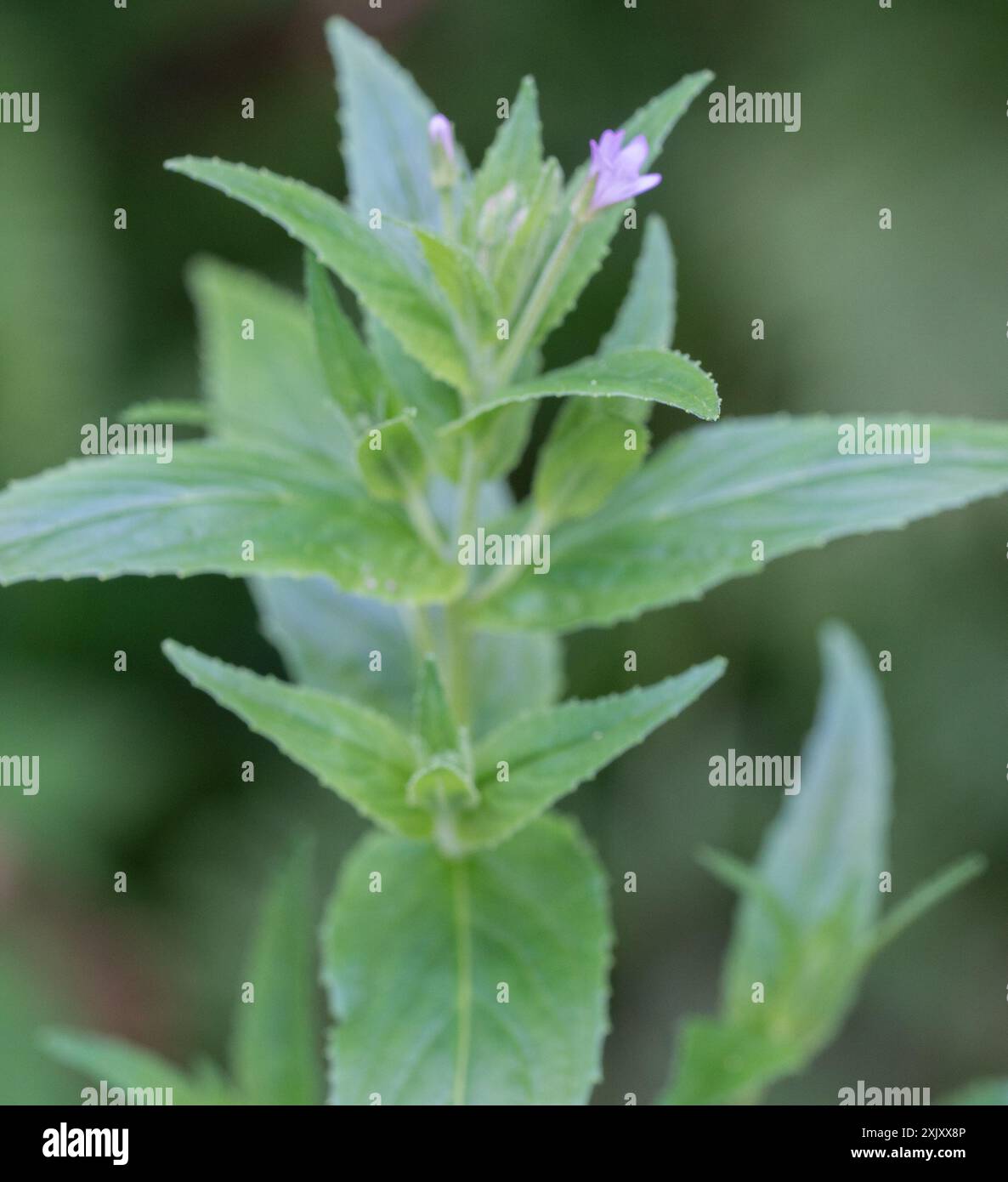 Fringed Willowherb Epilobium Ciliatum Plantae Stock Photo Alamy fringed-willowherb-epilobium-ciliatum-plantae-stock-photo-alamy