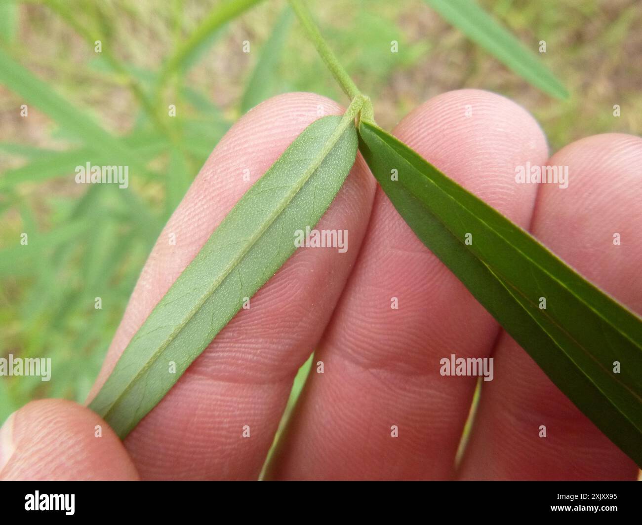 lanceleaf rattlebox (Crotalaria lanceolata) Plantae Stock Photo - Alamy
