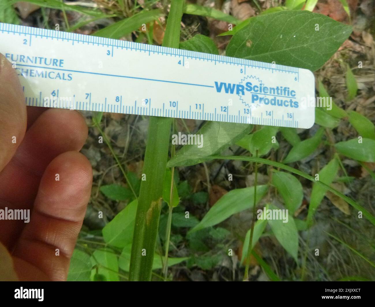 common roseling (Callisia rosea) Plantae Stock Photo - Alamy