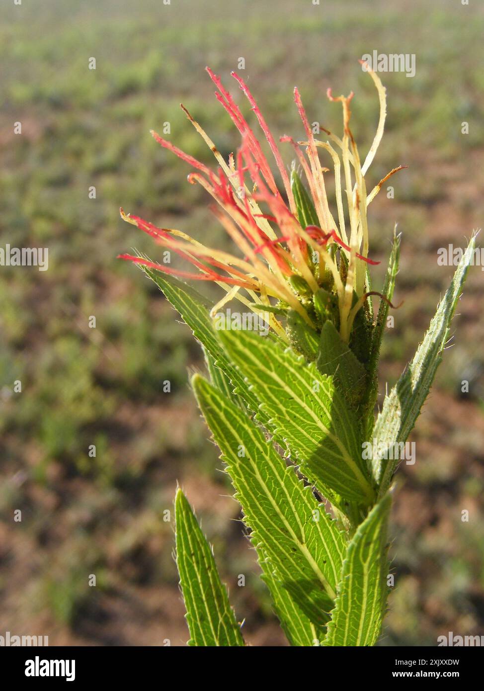 Brooms-an-brushes (Acalypha angustata) Plantae Stock Photo - Alamy