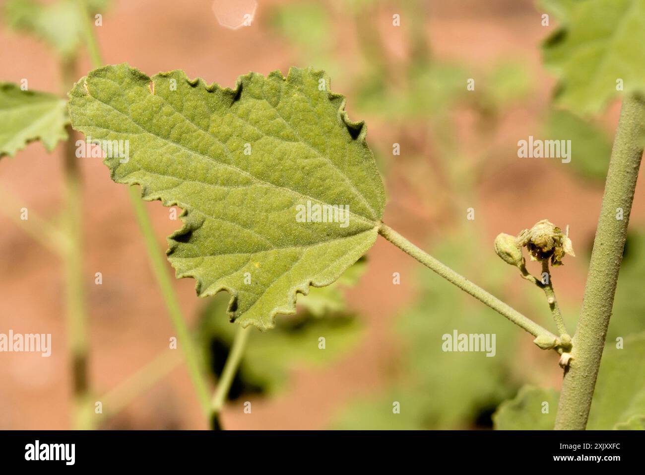 gray globemallow (Sphaeralcea incana) Plantae Stock Photo - Alamy