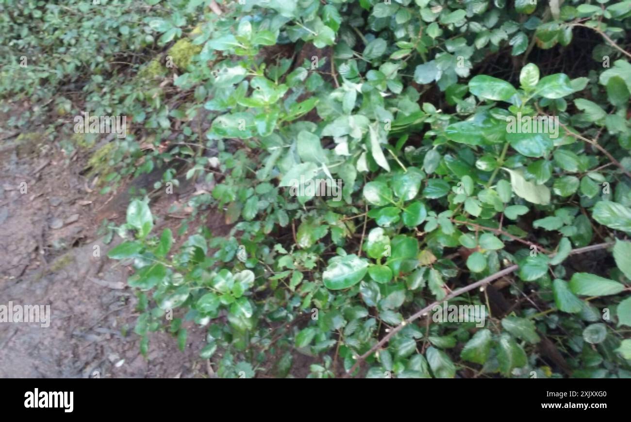 Taupata (Coprosma repens) Plantae Stock Photo - Alamy