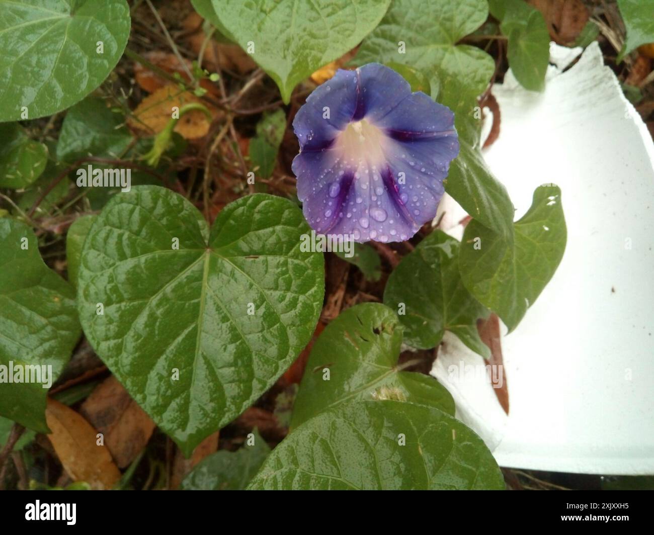 common morning-glory (Ipomoea purpurea) Plantae Stock Photo - Alamy