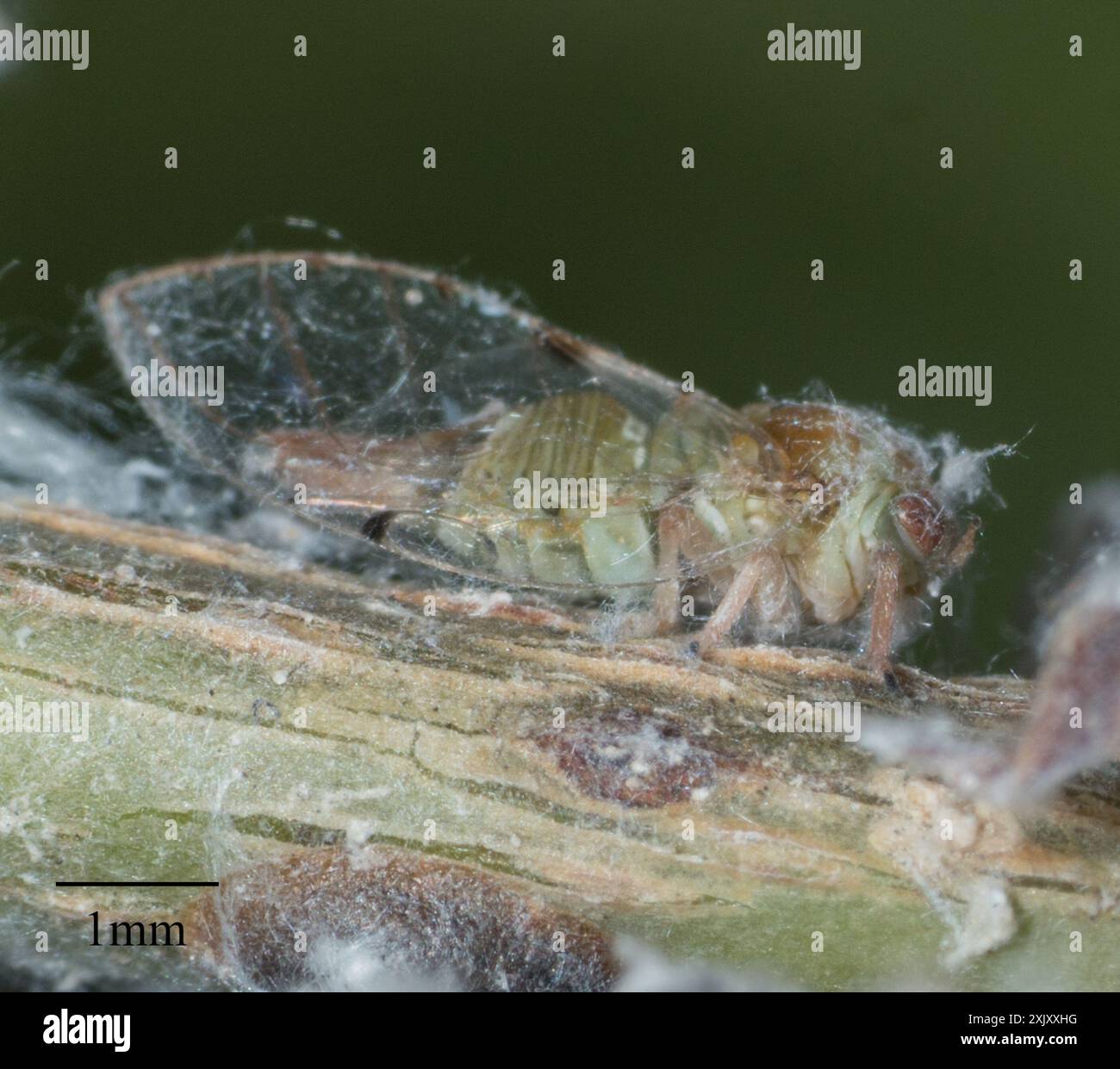Curtain Fig Psyllid (Macrohomotoma gladiatum) Insecta Stock Photo - Alamy