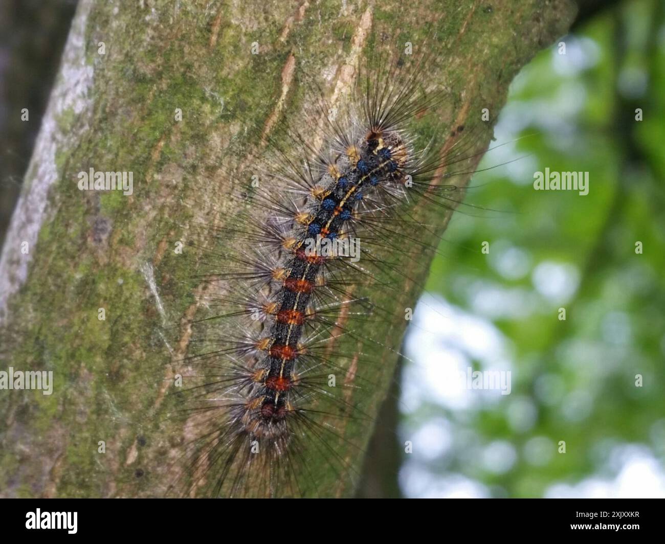 Spongy Moth (Lymantria dispar) Insecta Stock Photo - Alamy
