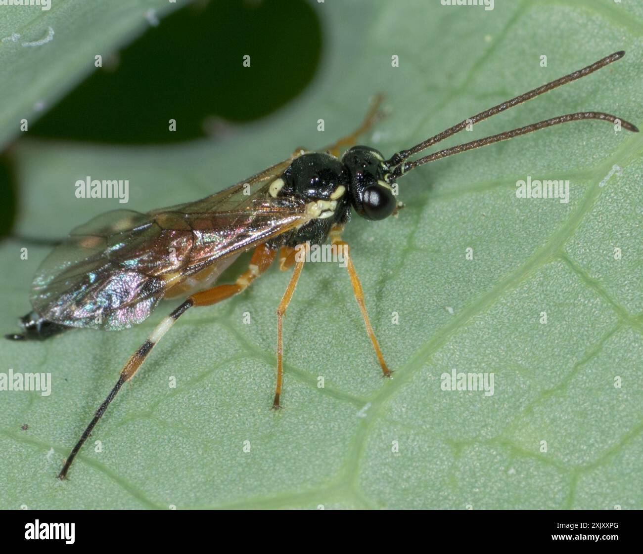 Common Hover Fly Parasitoid Wasp (Diplazon laetatorius) Insecta Stock ...