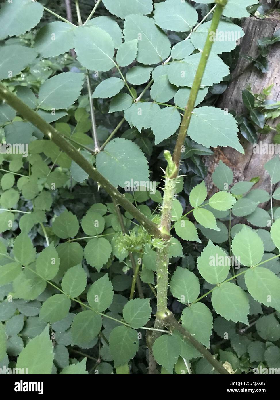 Japanese angelica tree (Aralia elata) Plantae Stock Photo - Alamy