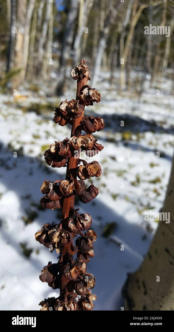 woodland pinedrops (Pterospora andromedea) Plantae Stock Photo - Alamy