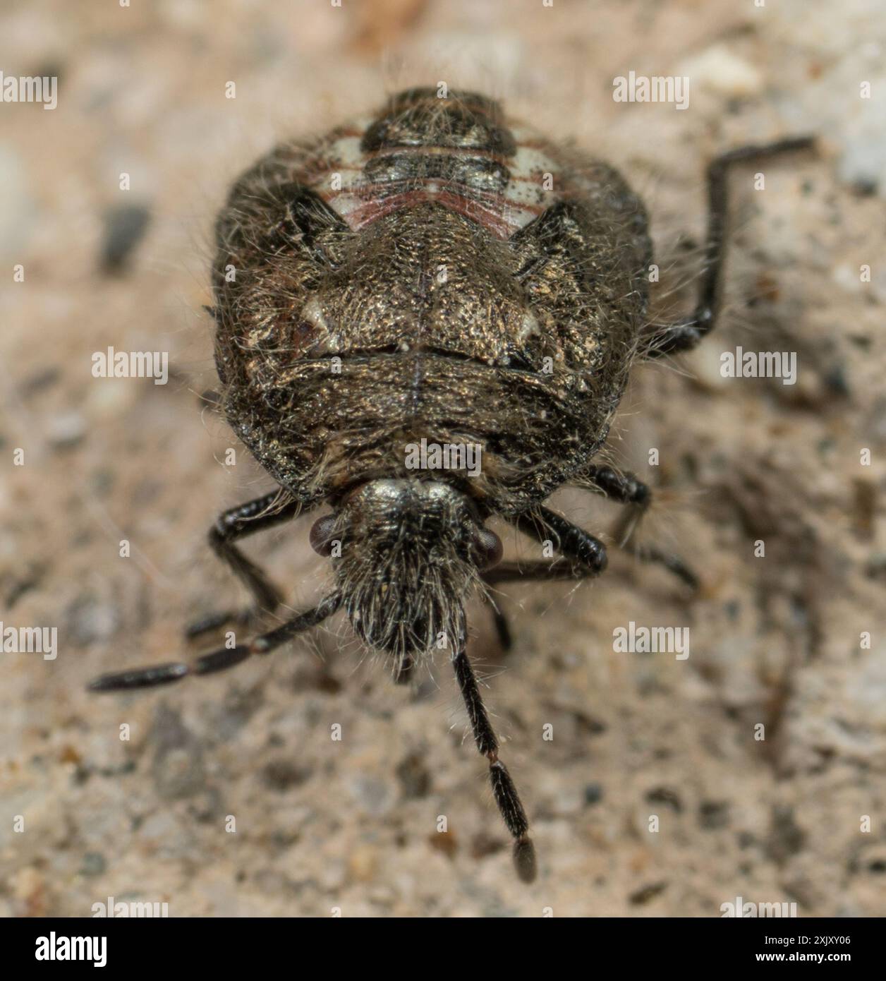 African Cluster Bug (Agonoscelis puberula) Insecta Stock Photo - Alamy