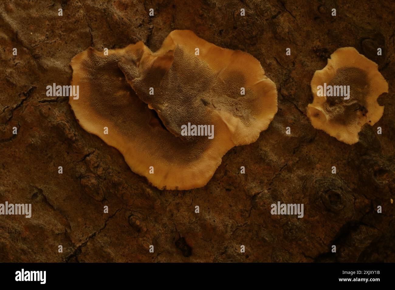 Poria fungi hi-res stock photography and images - Alamy