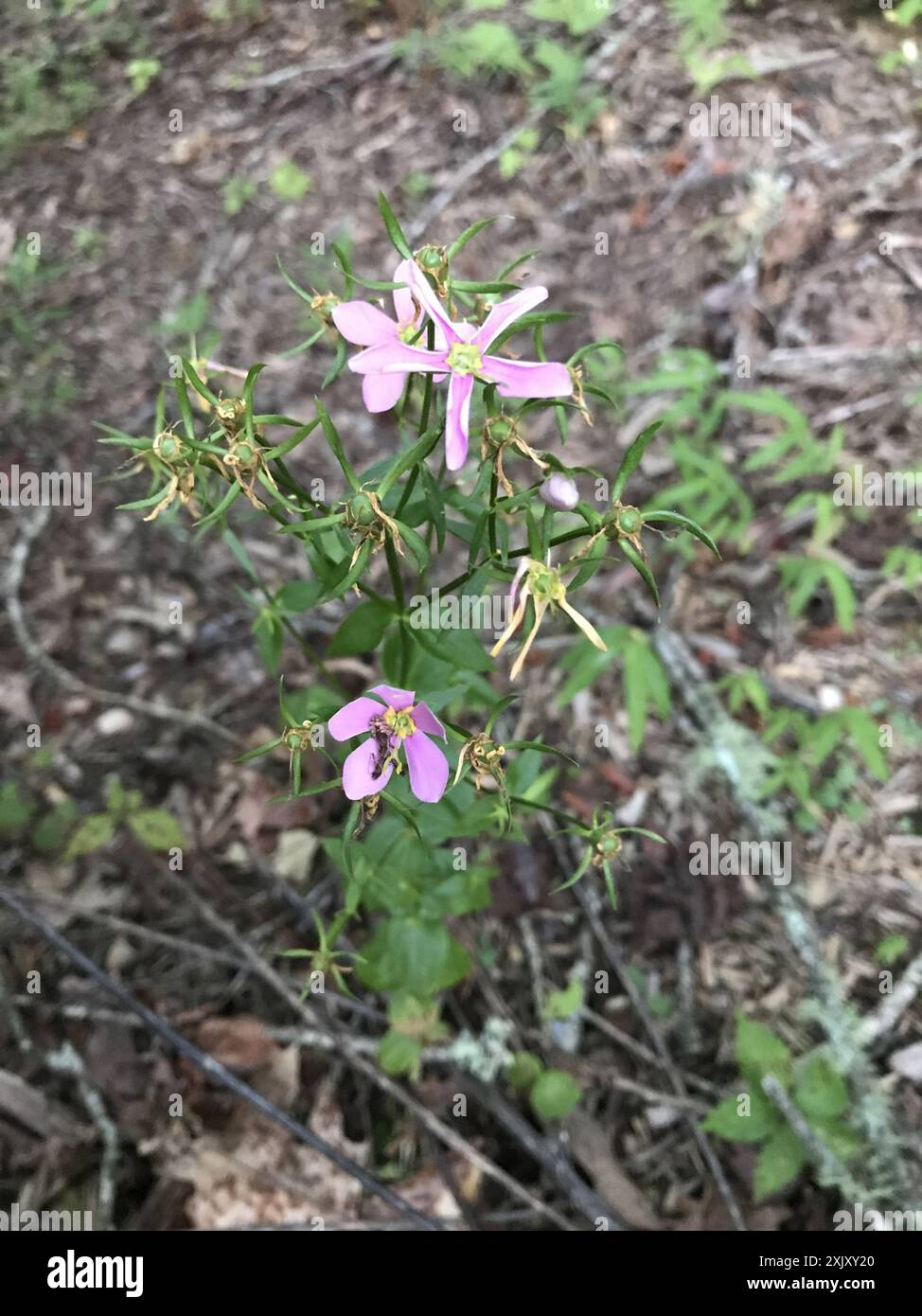 Rosepink (Sabatia angularis) Plantae Stock Photo - Alamy