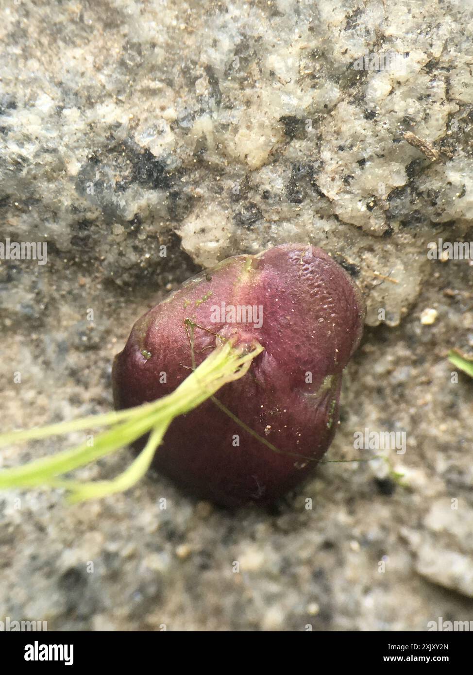 greater duckweed (Spirodela polyrhiza) Plantae Stock Photo - Alamy