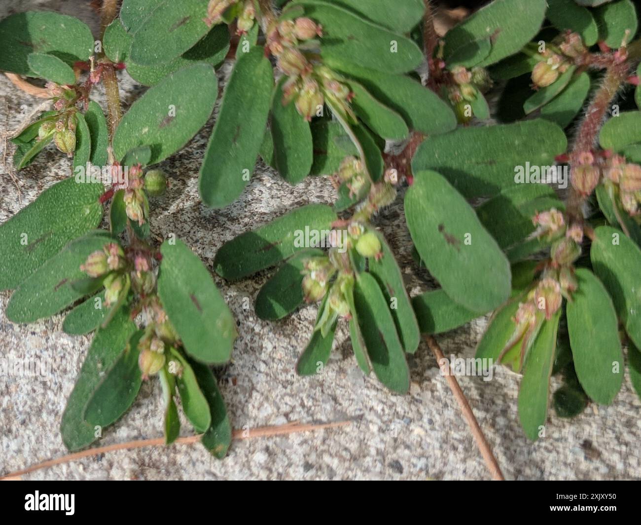 Spotted spurge (Euphorbia maculata) Plantae Stock Photo - Alamy