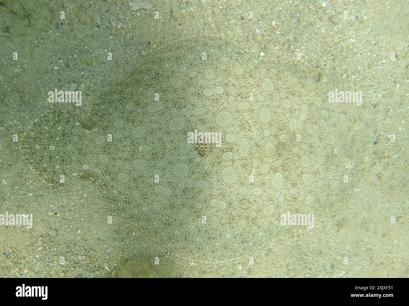 Pacific Peacock Flounder (Bothus mancus) Actinopterygii Stock Photo - Alamy