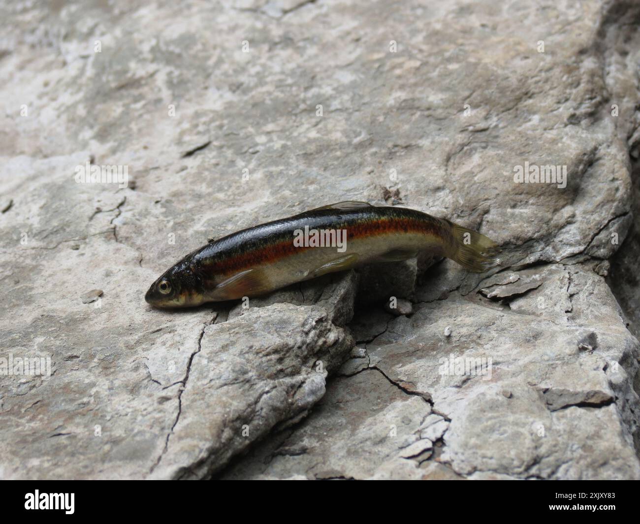 Western Blacknose Dace (Rhinichthys obtusus) Actinopterygii Stock Photo ...