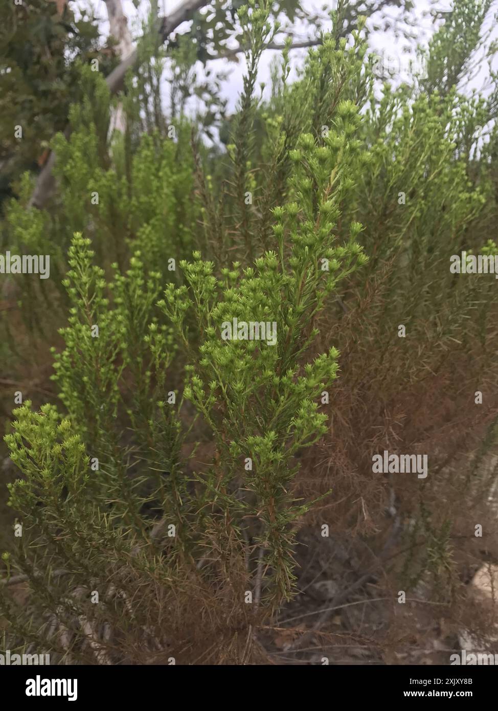 Pine-bush (Ericameria pinifolia) Plantae Stock Photo - Alamy