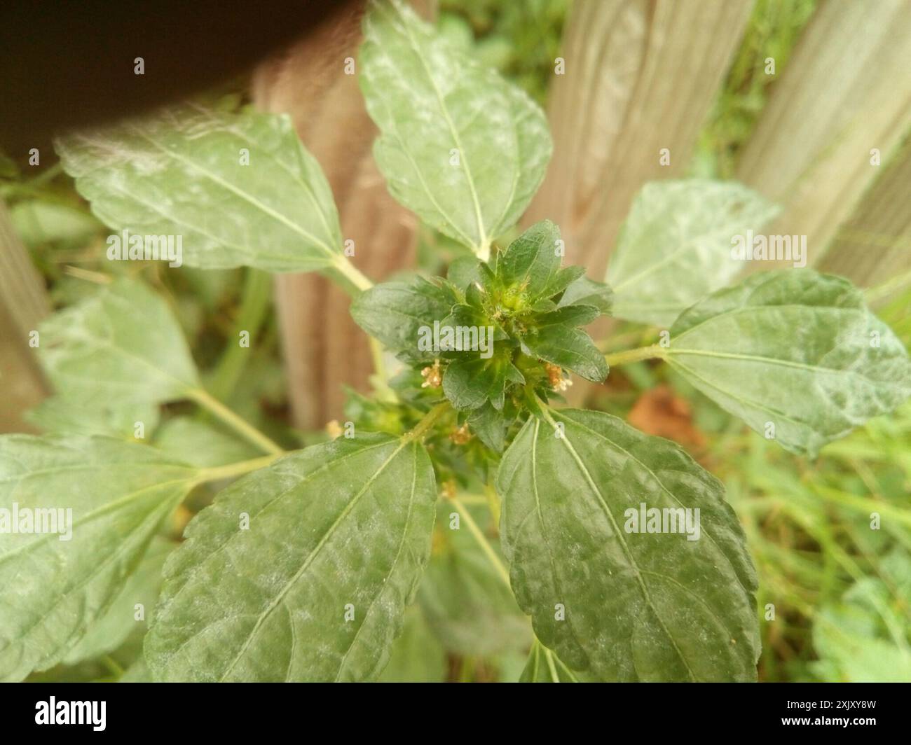 three-seeded mercuries (Acalypha) Plantae Stock Photo - Alamy