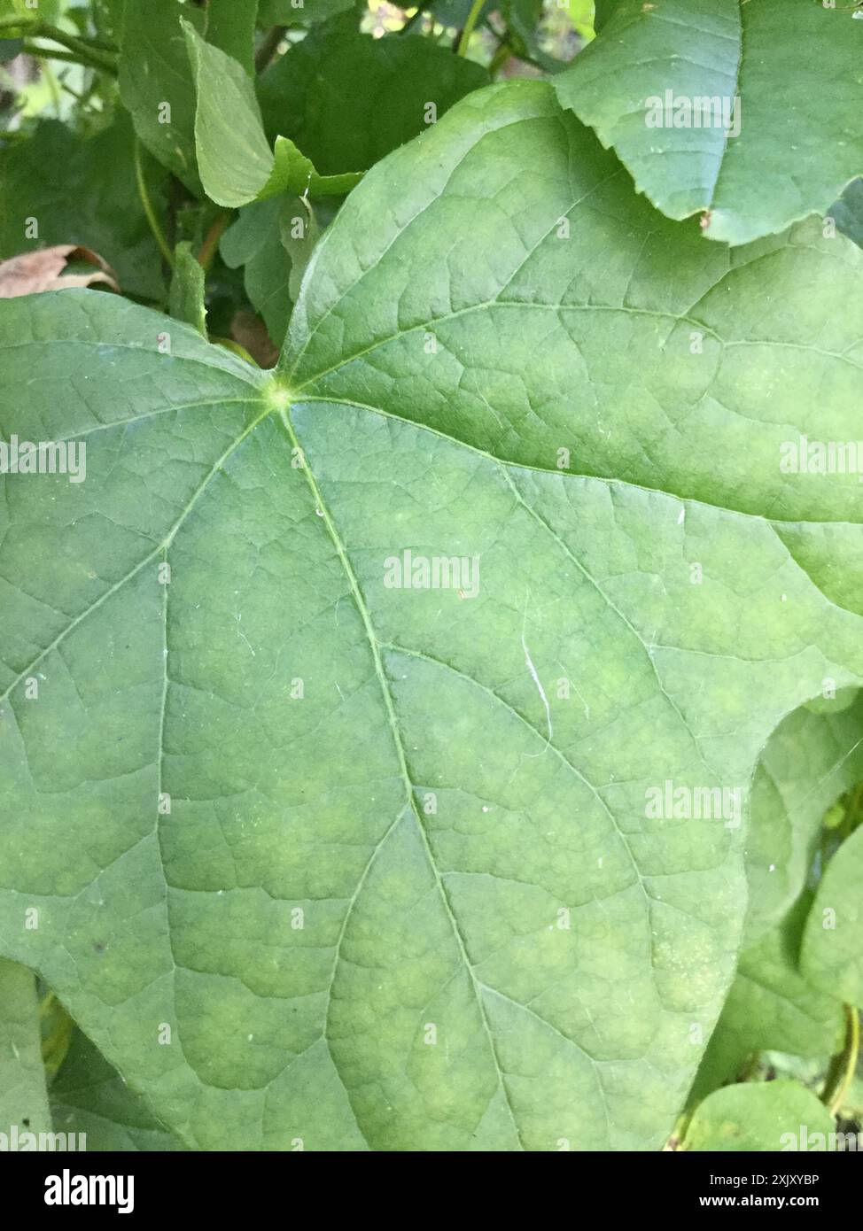 moonseed (Menispermum canadense) Plantae Stock Photo - Alamy