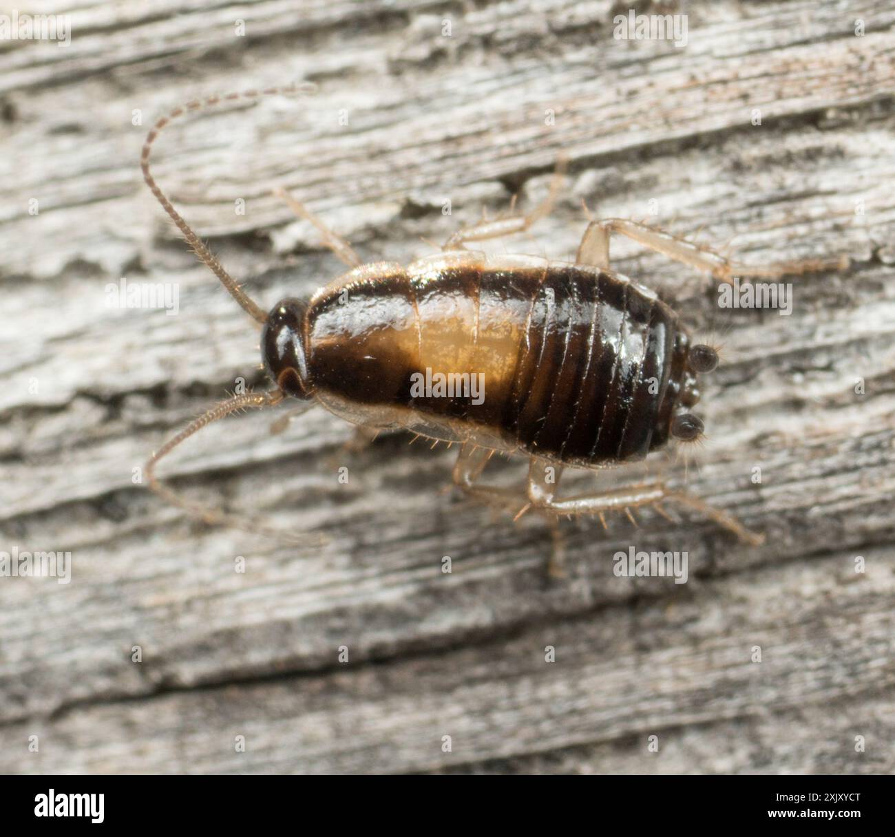Asian Cockroach (Blattella asahinai) Insecta Stock Photo - Alamy