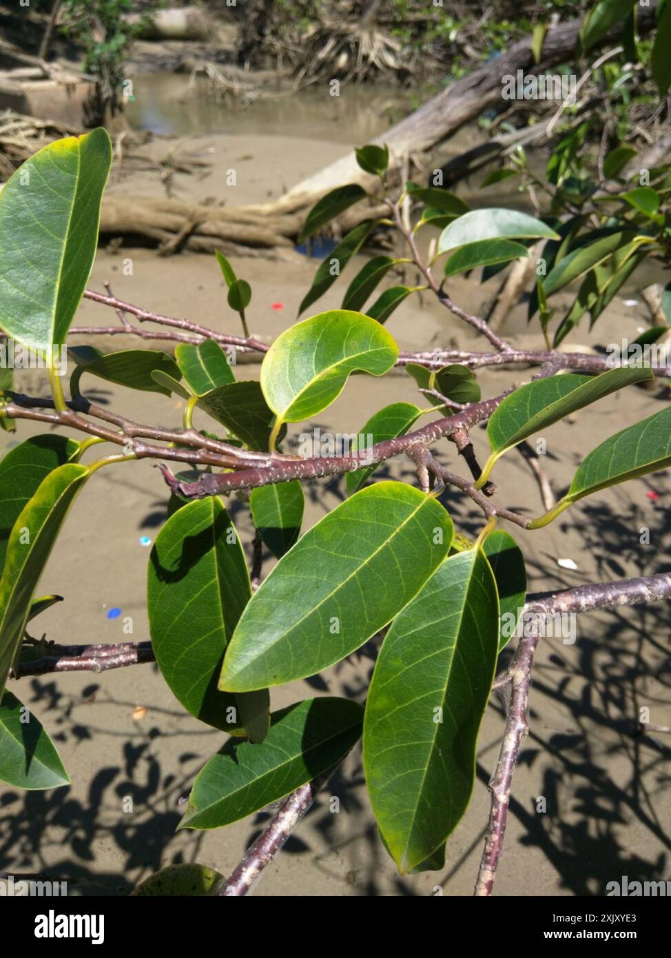 Pond Apple (Annona glabra) Plantae Stock Photo - Alamy