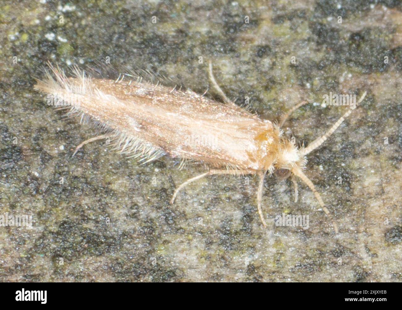 Microcaddisflies (Hydroptilidae) Insecta Stock Photo - Alamy