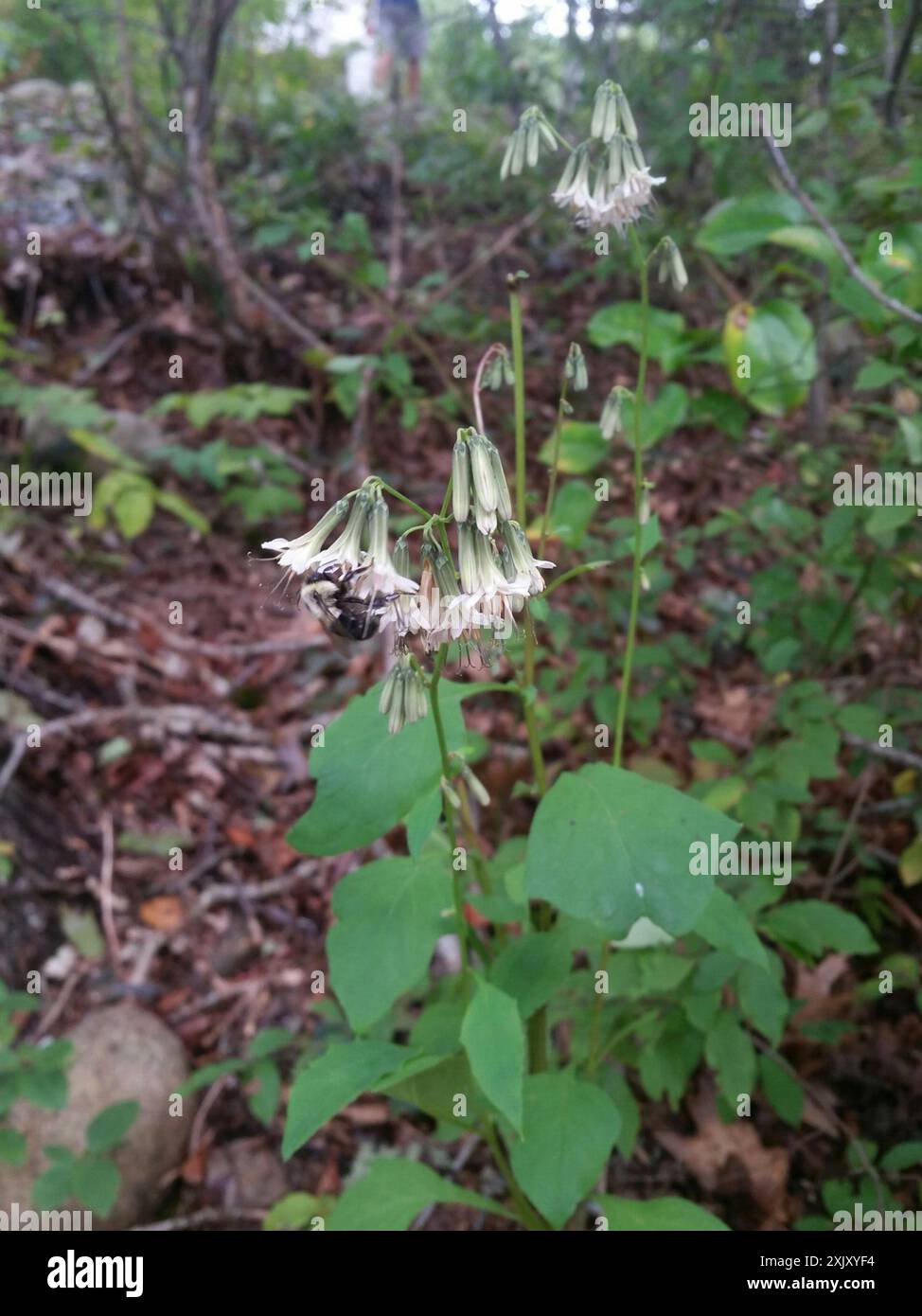 Rattlesnake roots hi-res stock photography and images - Alamy