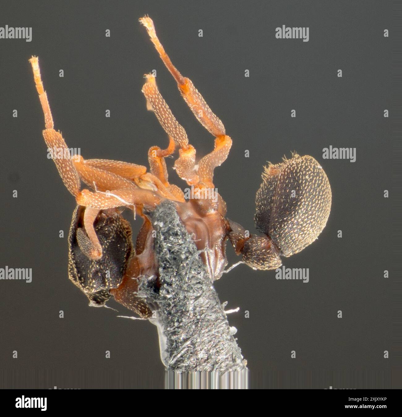 Cyphomyrmex hi-res stock photography and images - Alamy