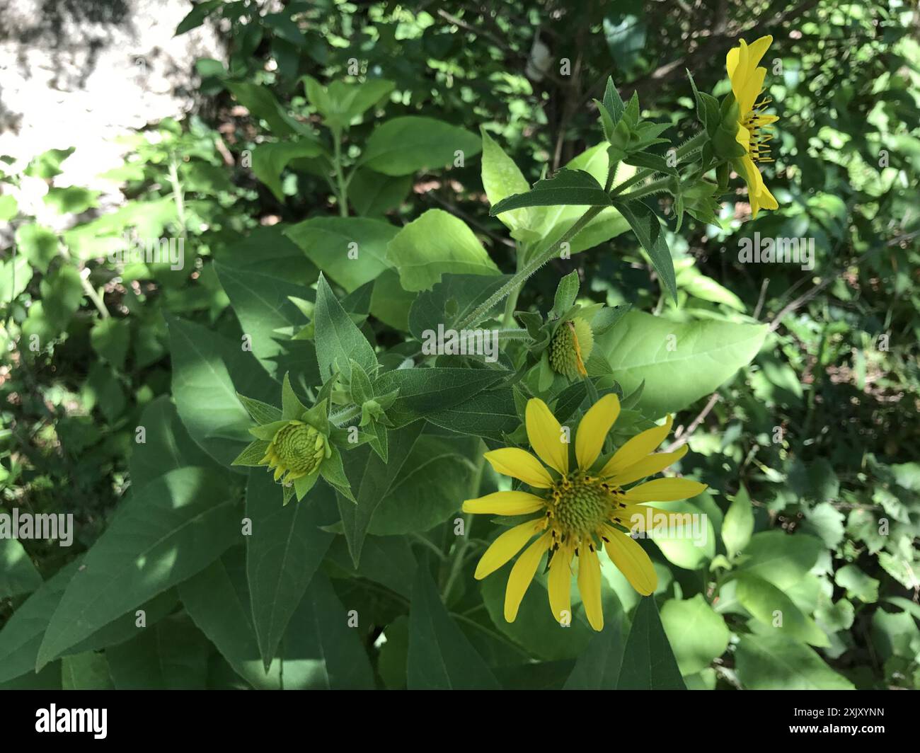 Rosinweeds hi-res stock photography and images - Alamy