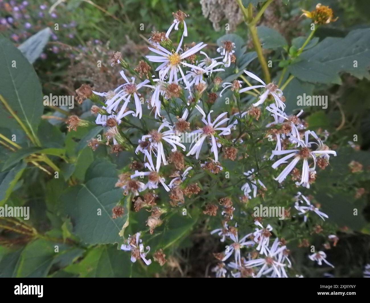 large-leaved aster (Eurybia macrophylla) Plantae Stock Photo - Alamy