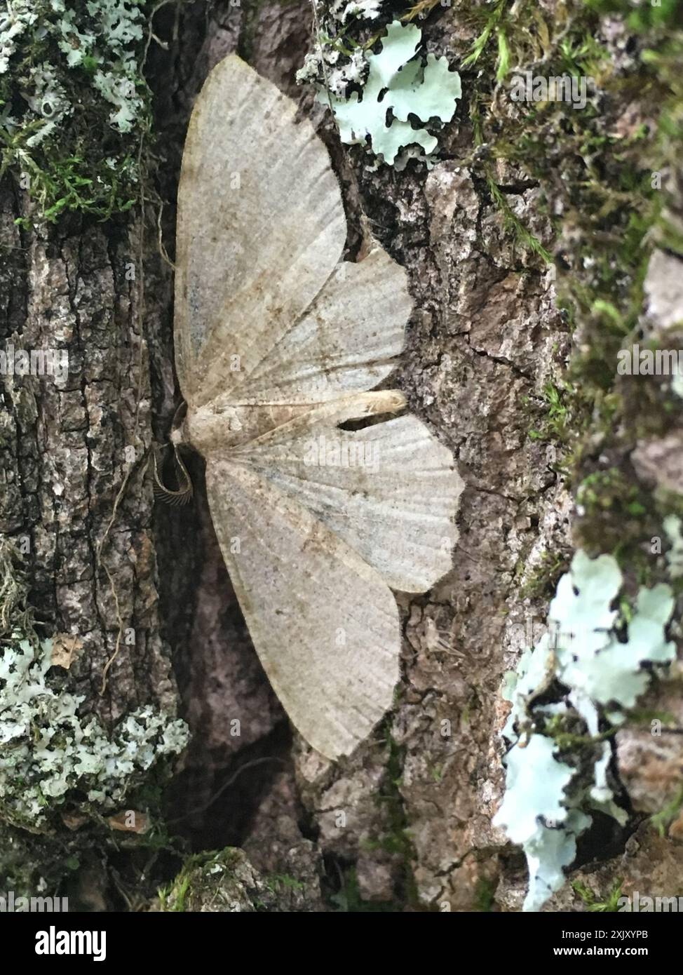 Geometer Moths (Geometridae) Insecta Stock Photo - Alamy