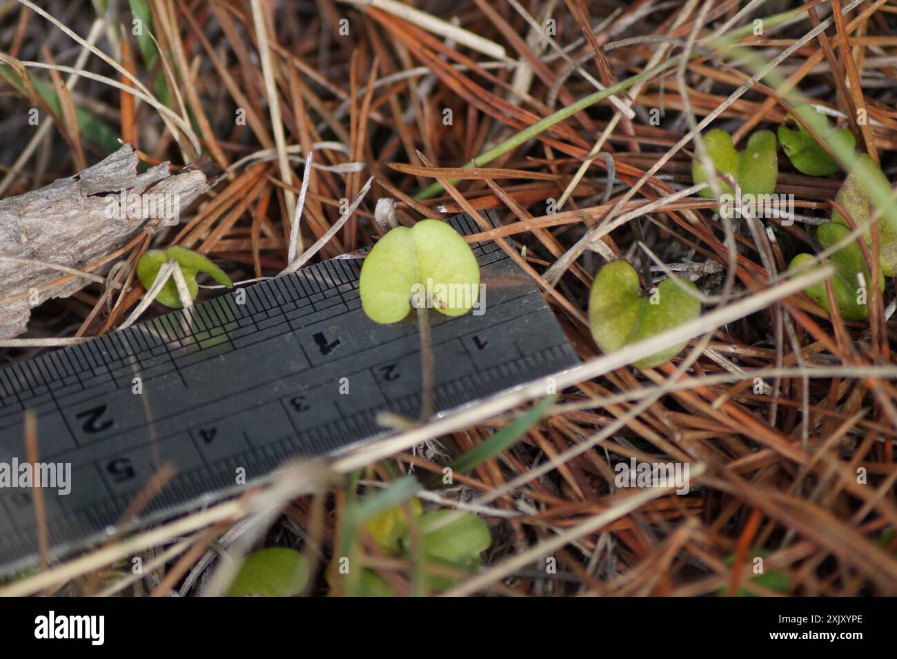Kidney weed dichondra repens hi-res stock photography and images - Alamy