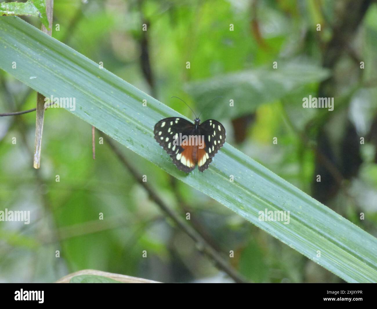 Tithorea tarricina hi-res stock photography and images - Alamy