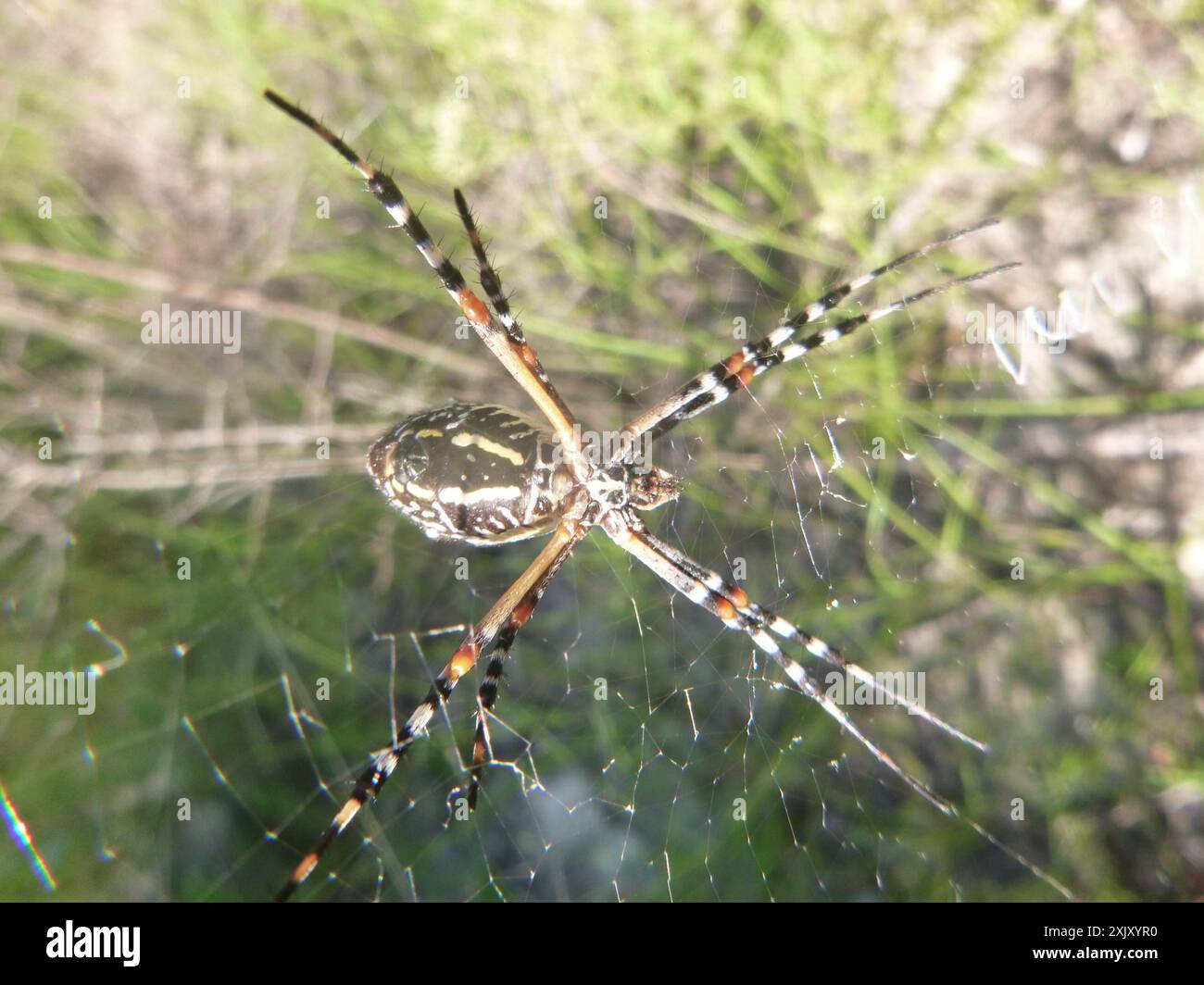 Florida Garden Spider (Argiope florida) Arachnida Stock Photo - Alamy