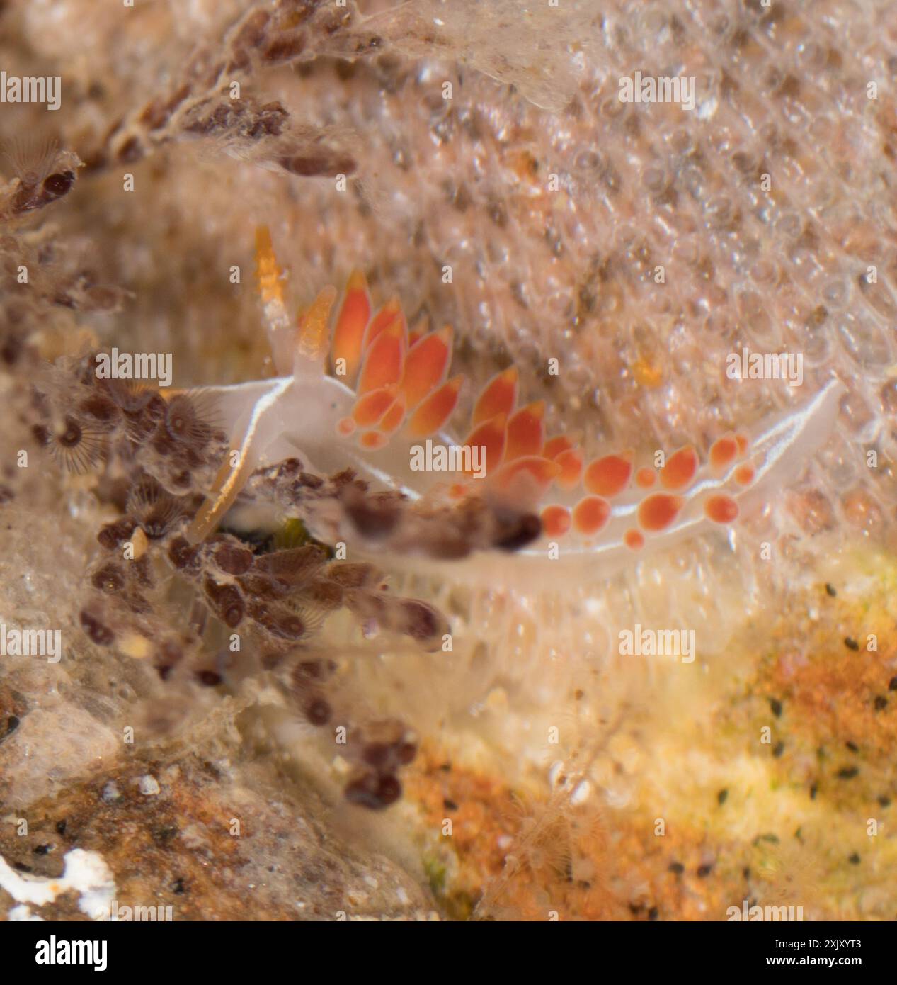 Three-lined Aeolid (Coryphella trilineata) Mollusca Stock Photo - Alamy