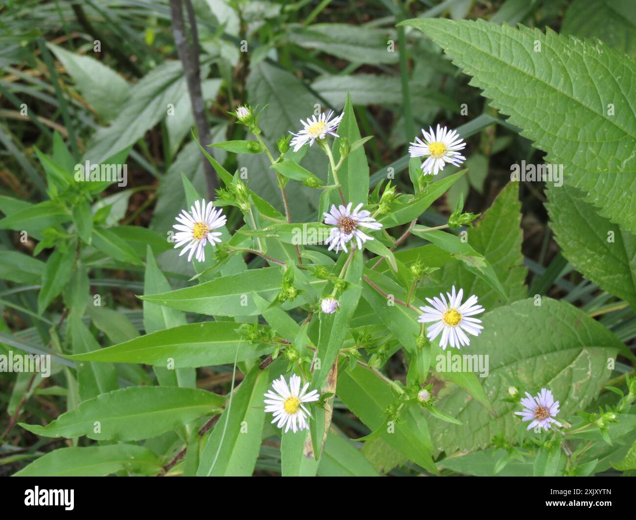 swamp aster (Symphyotrichum puniceum) Plantae Stock Photo - Alamy