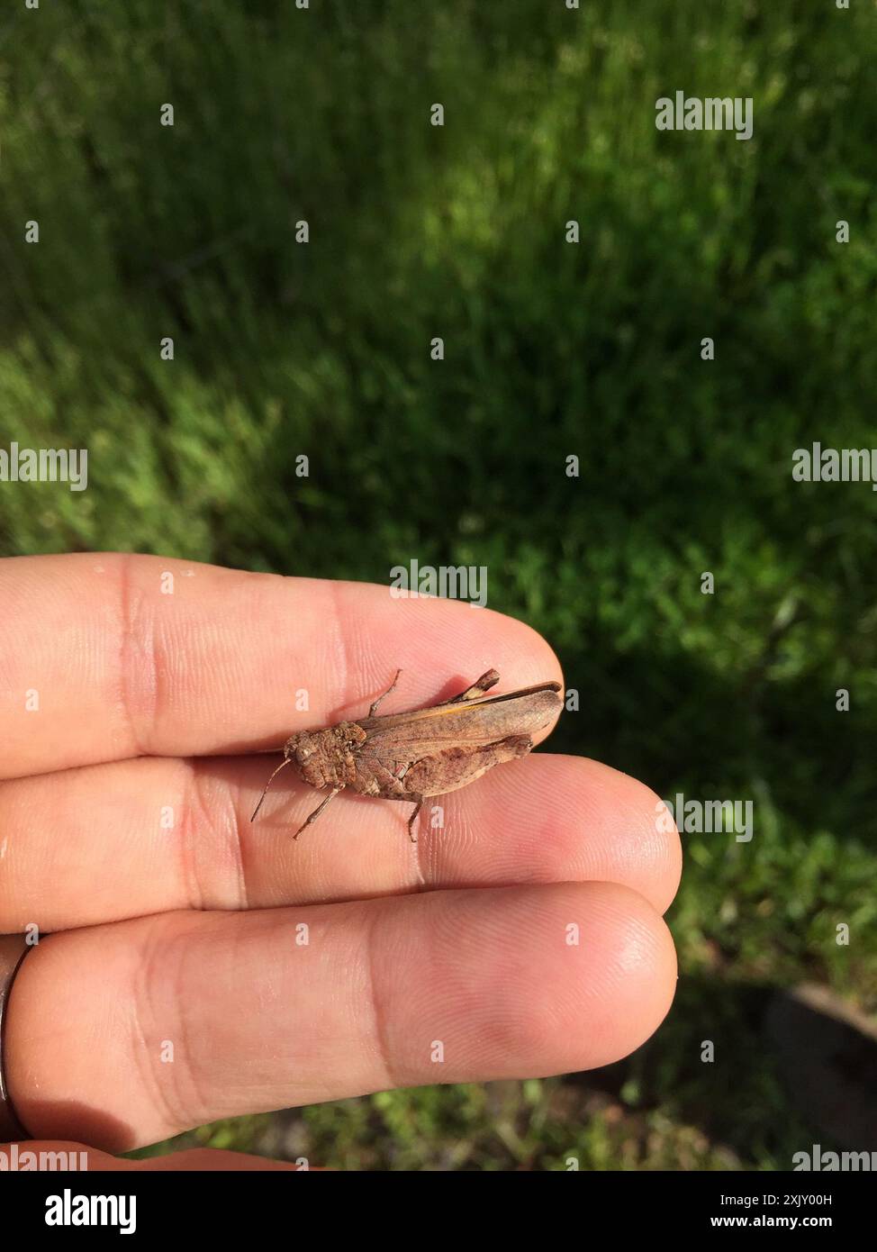 California Sulphur-winged Grasshopper (Arphia behrensi) Insecta Stock ...