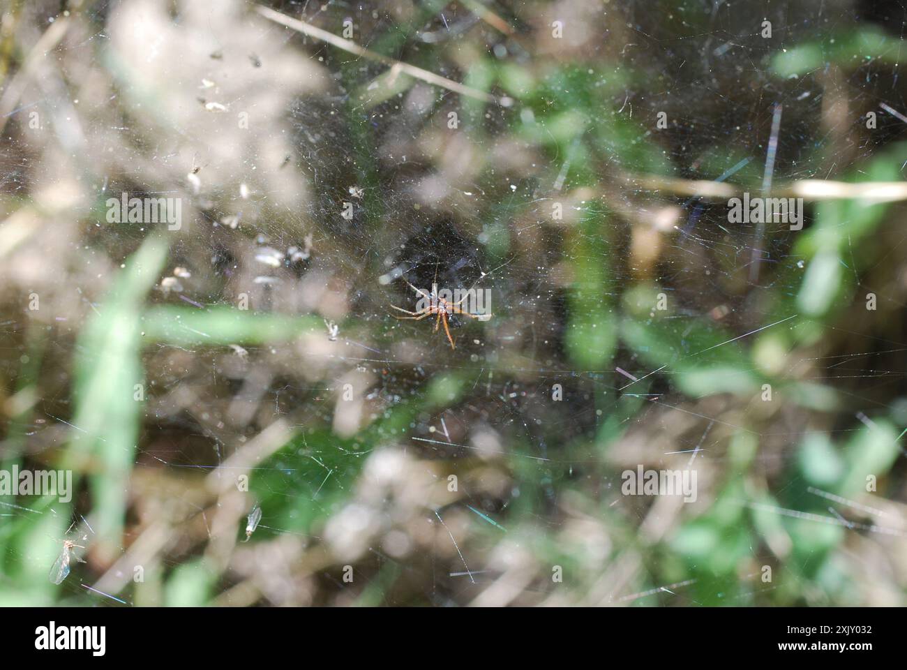 Linyphiidae sheetweb weavers hi-res stock photography and images - Alamy