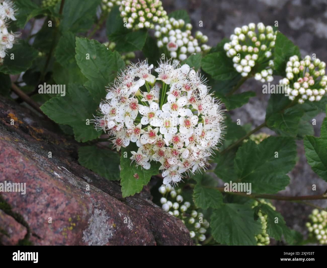 common ninebark (Physocarpus opulifolius) Plantae Stock Photo - Alamy