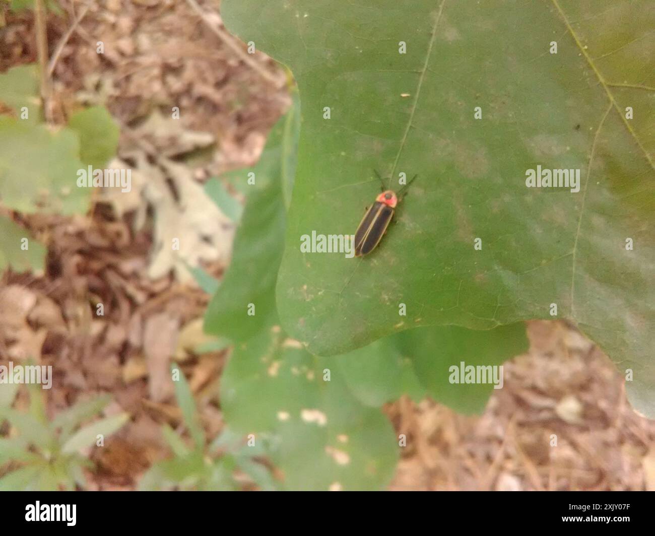 Common Eastern Firefly (Photinus pyralis) Insecta Stock Photo - Alamy