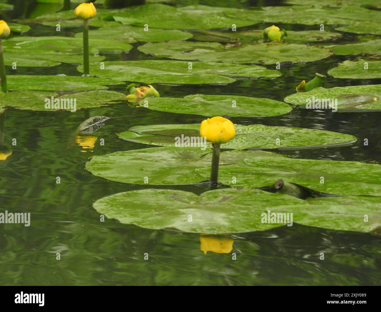 yellow water-lily (Nuphar lutea) Plantae Stock Photo - Alamy