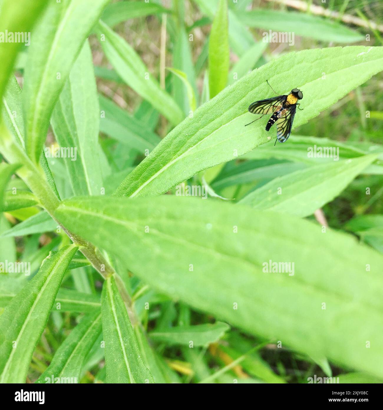 Golden-backed Snipe Fly (Chrysopilus thoracicus) Insecta Stock Photo ...