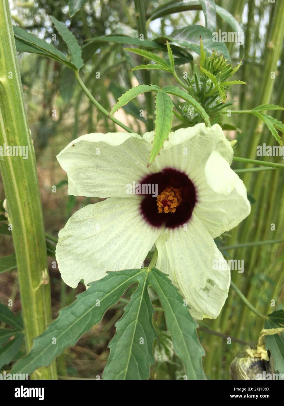 Mallow and Hibiscus Family (Malvaceae) Plantae Stock Photo - Alamy