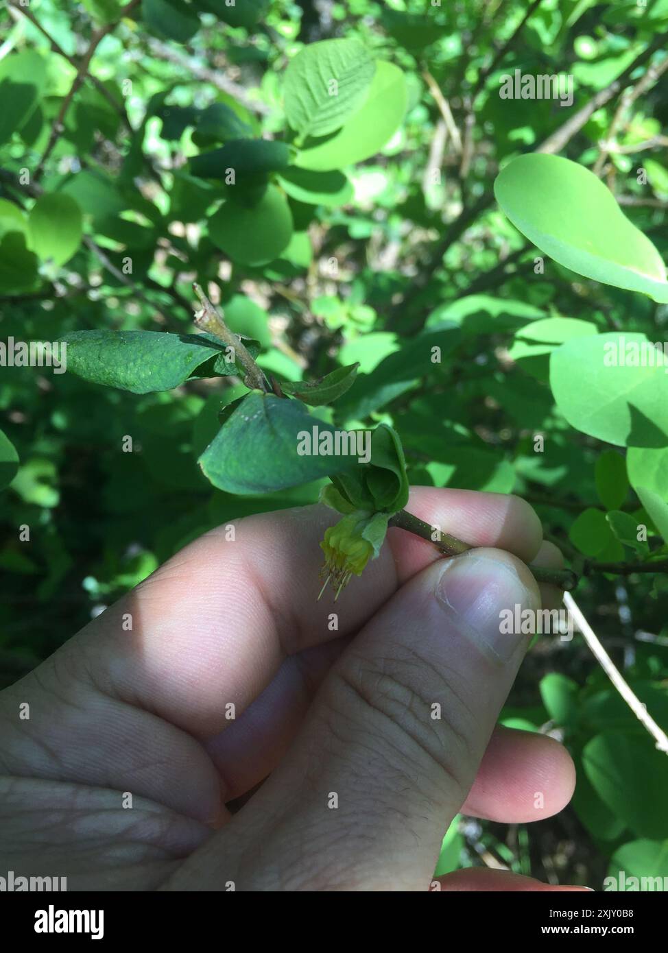Western Leatherwood (Dirca occidentalis) Plantae Stock Photo - Alamy