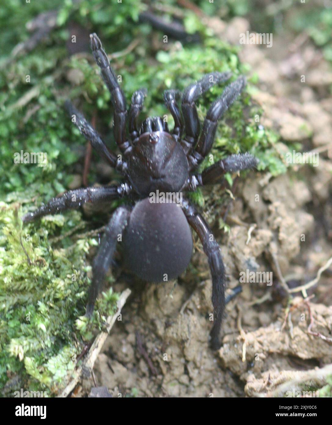 Brushfooted Trapdoor Spiders (Barychelidae) Arachnida Stock Photo - Alamy