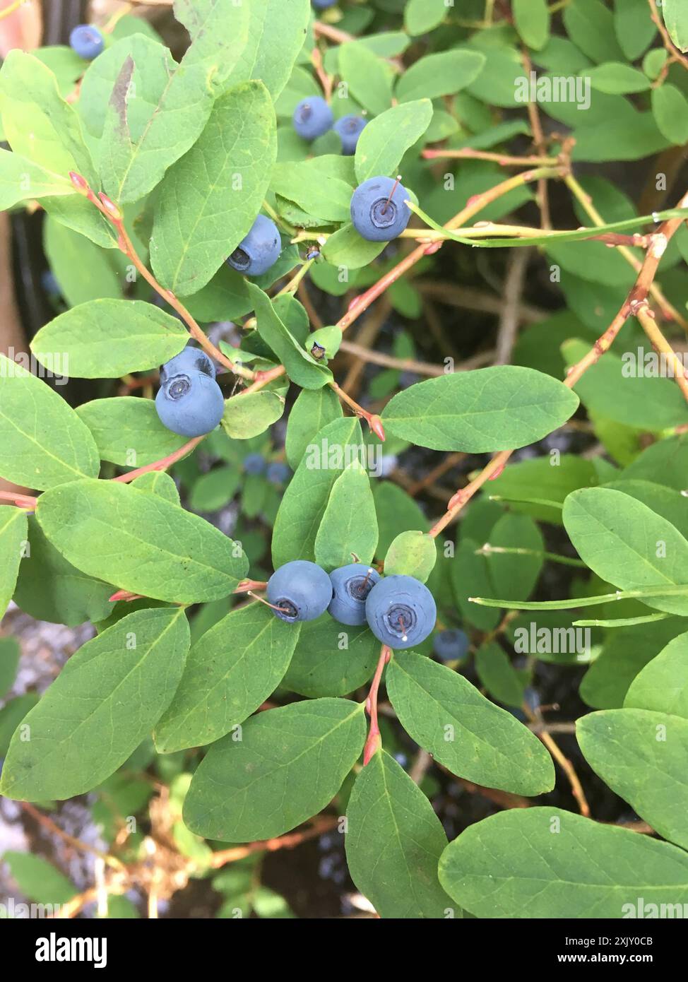 Oval-leaf Blueberry (Vaccinium ovalifolium) Plantae Stock Photo - Alamy